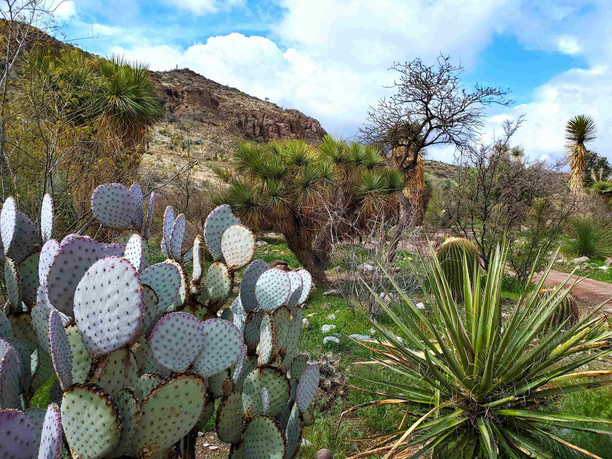 For The Record – Happy Valley Plants
