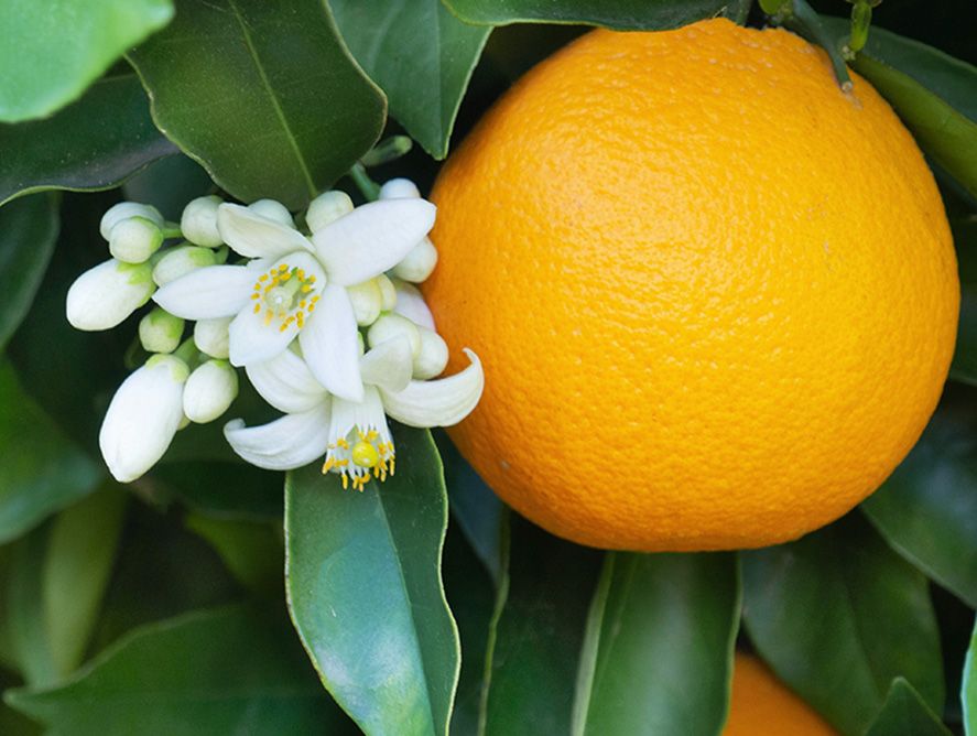 Citrus Planting & Care Guide – Happy Valley Plants
