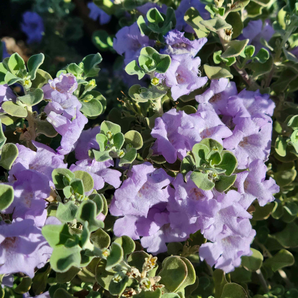 Shrub Collection – Happy Valley Plants