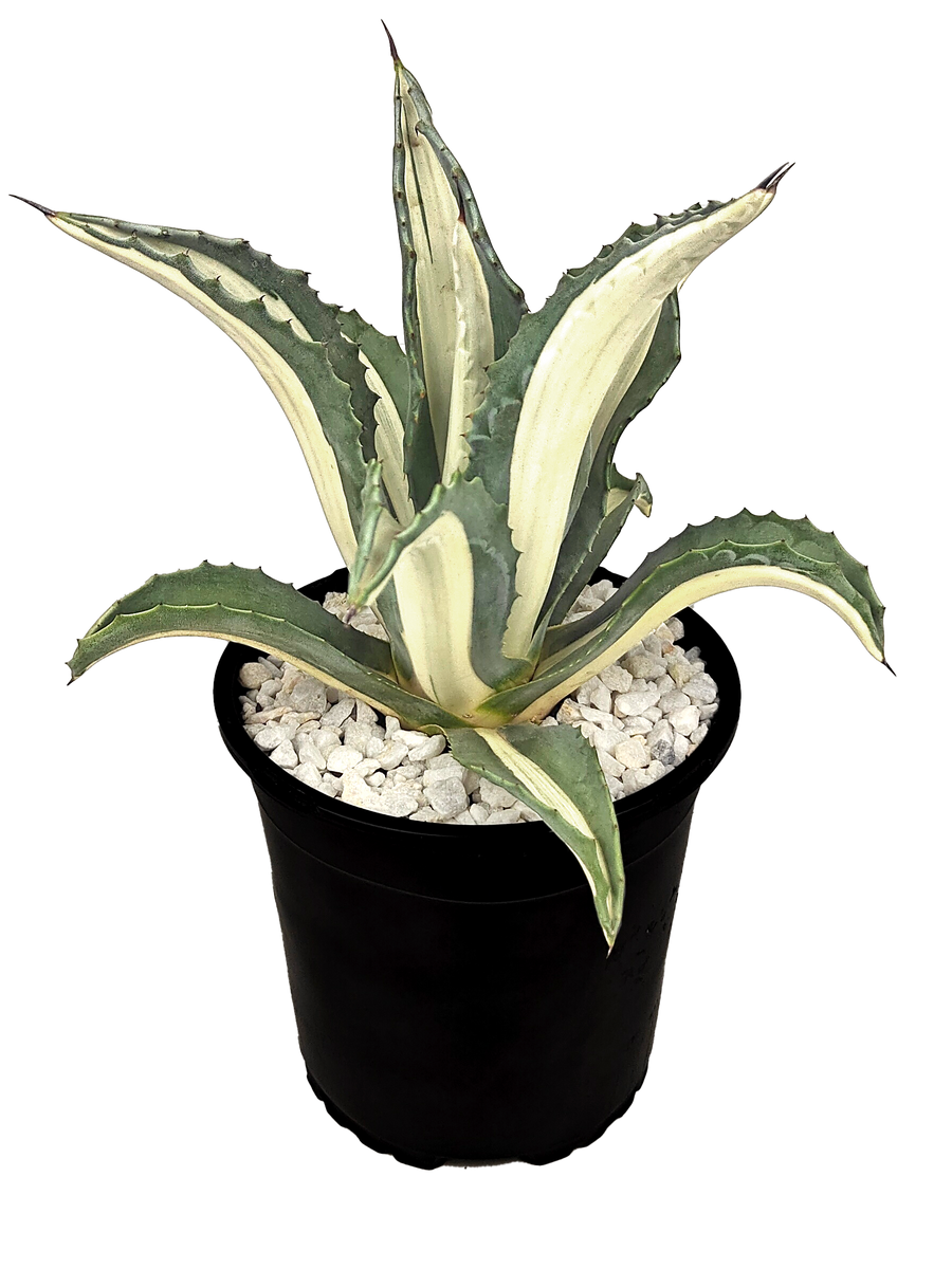 Agave a. medio-picta 'Alba' - White-Striped Century Plant – Happy ...