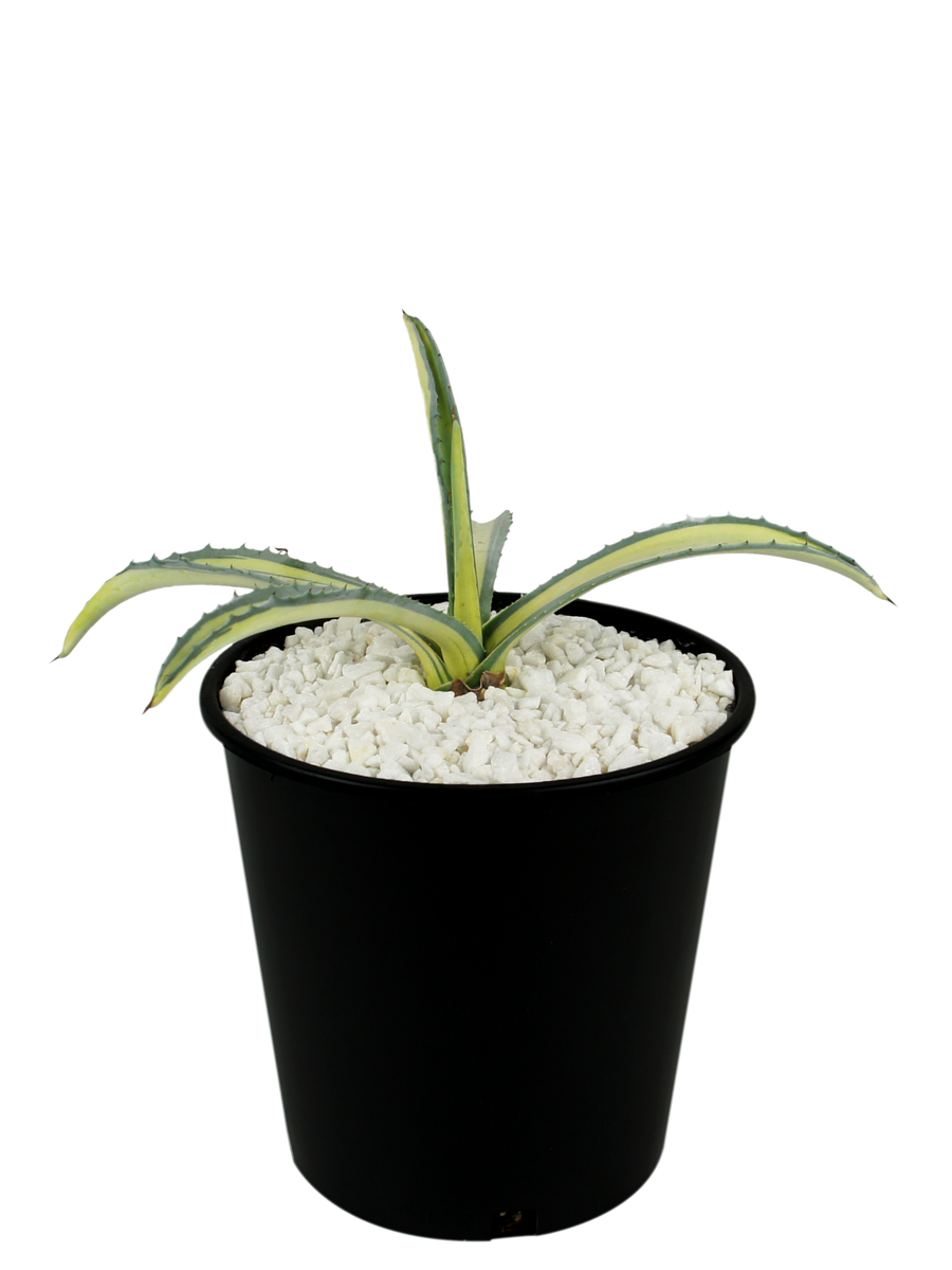 Agave americana medio-picta 'Gold' – Happy Valley Plants