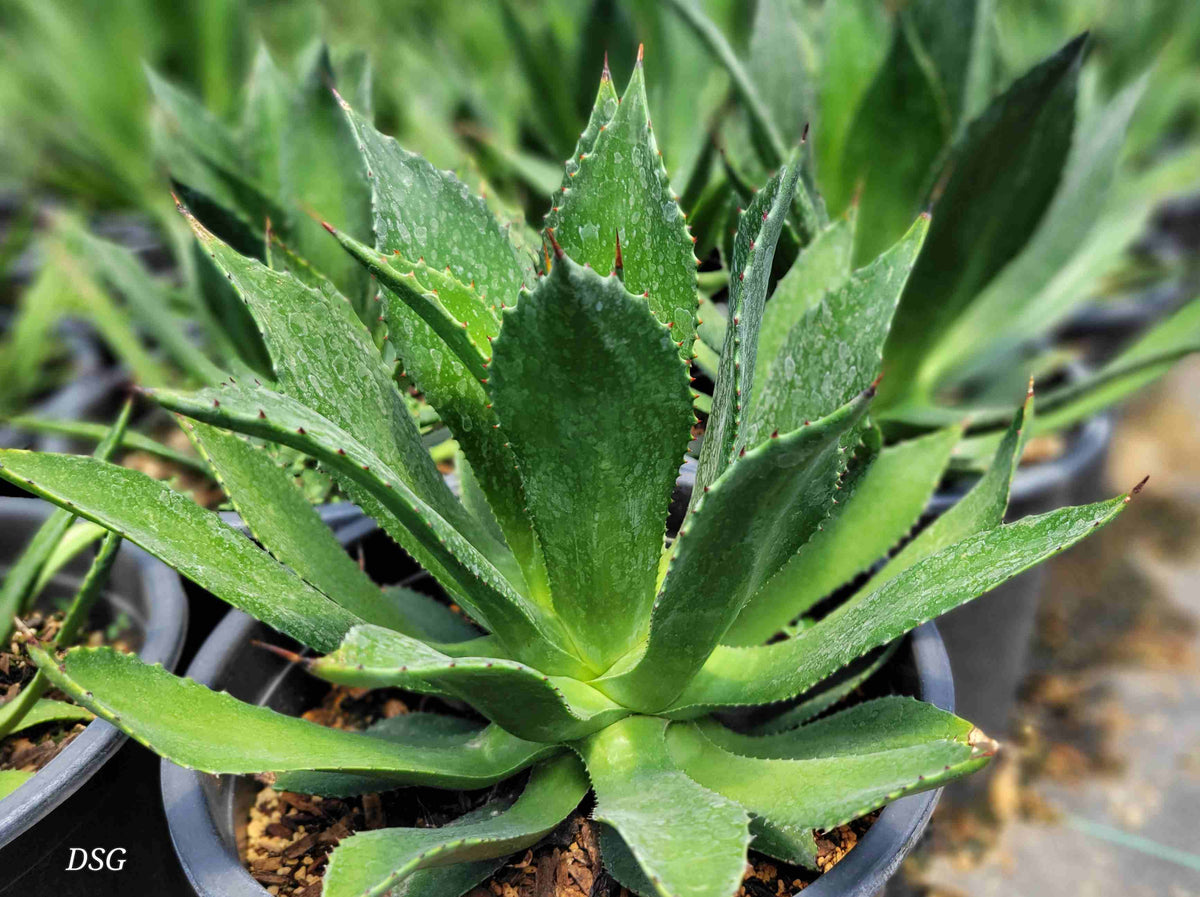 Agave chiapensis – Happy Valley Plants