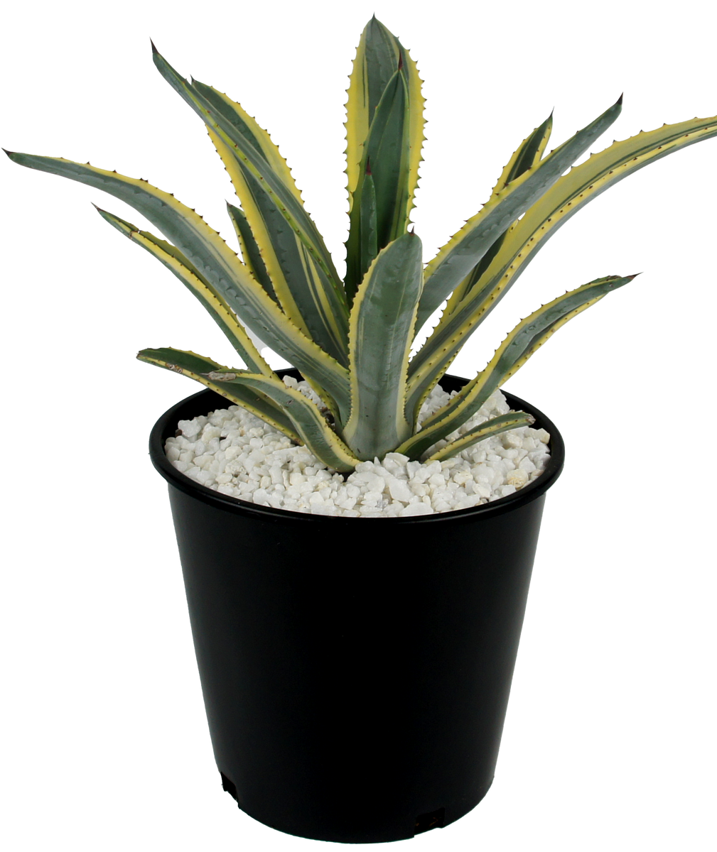 Agave murpheyi variegated - Variegated Murphey Agave – Happy Valley Plants