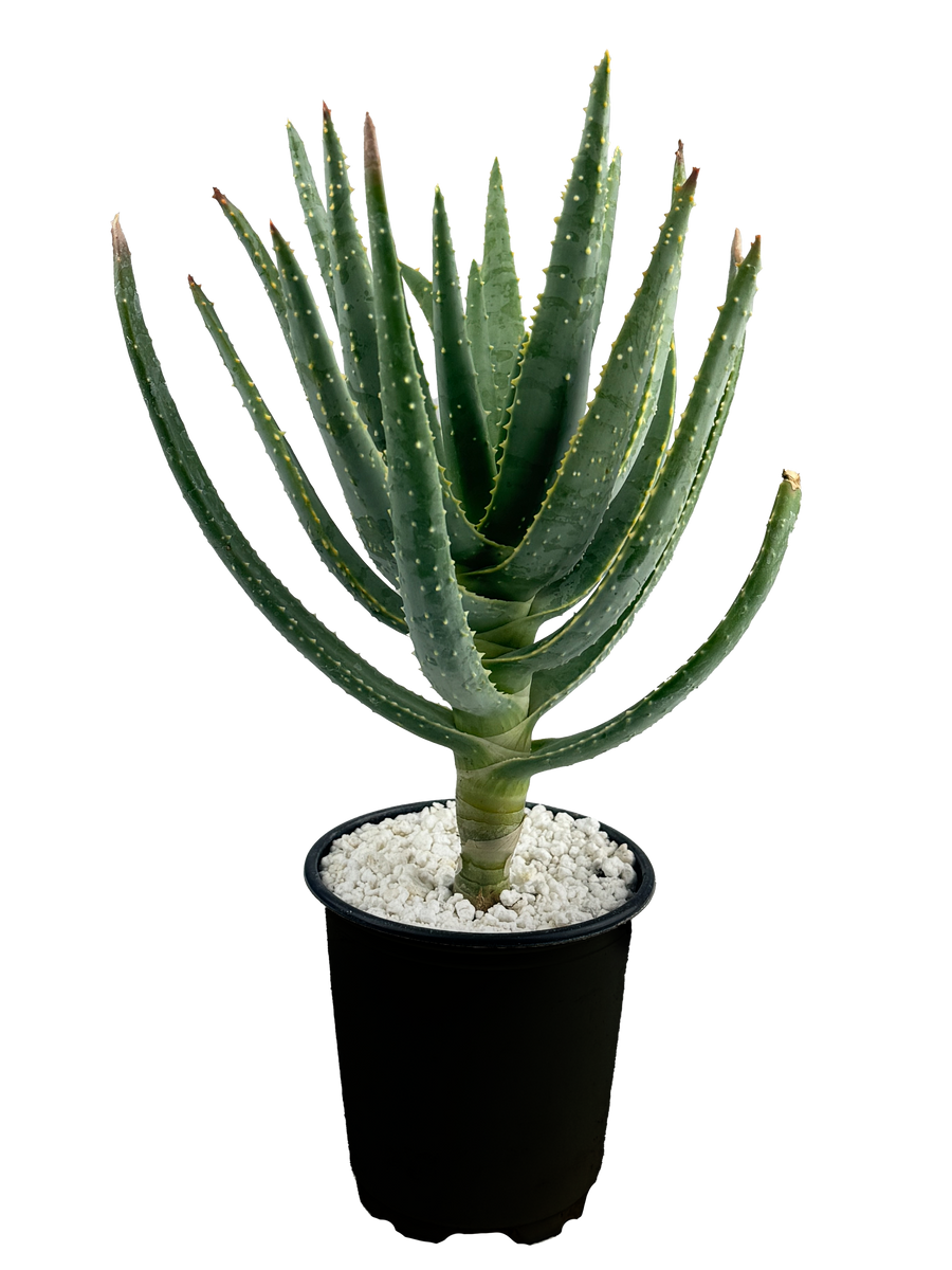 Aloe ramosissima - Maiden's quiver tree – Happy Valley Plants