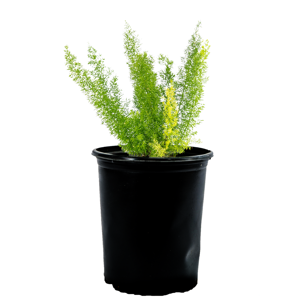 Asparagus meyeri - Foxtail Fern – Happy Valley Plants