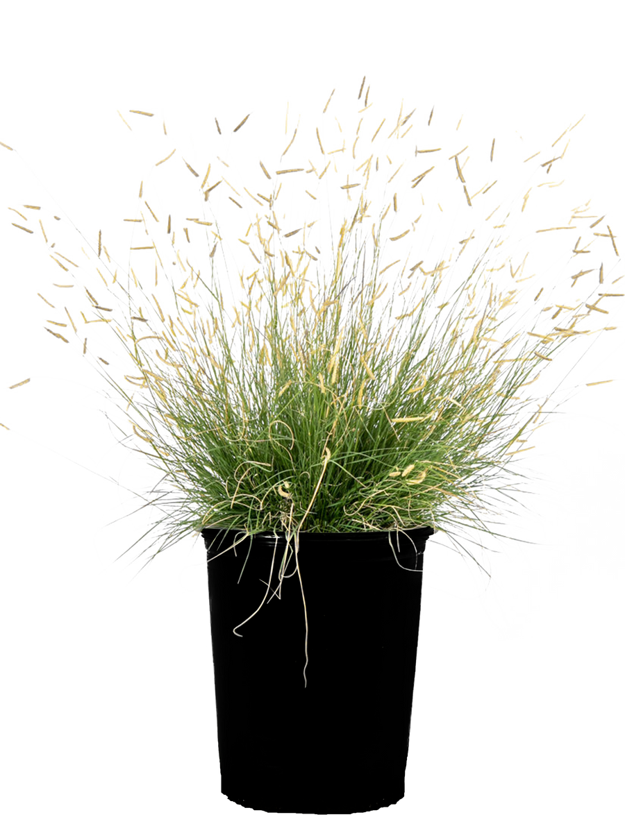 Bouteloua gracilis 'Gila Silver' Blue grama grass – Happy Valley Plants