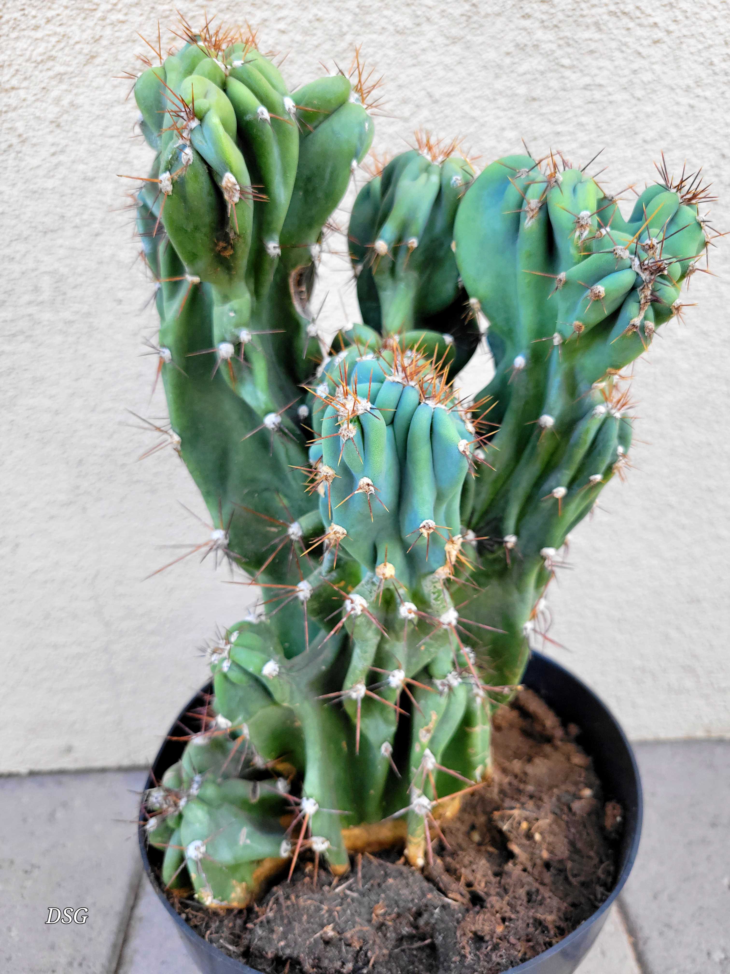 Cereus Peruvianus Cereus Peruvianus 'Florida' CERE FLORIDA | Cereus