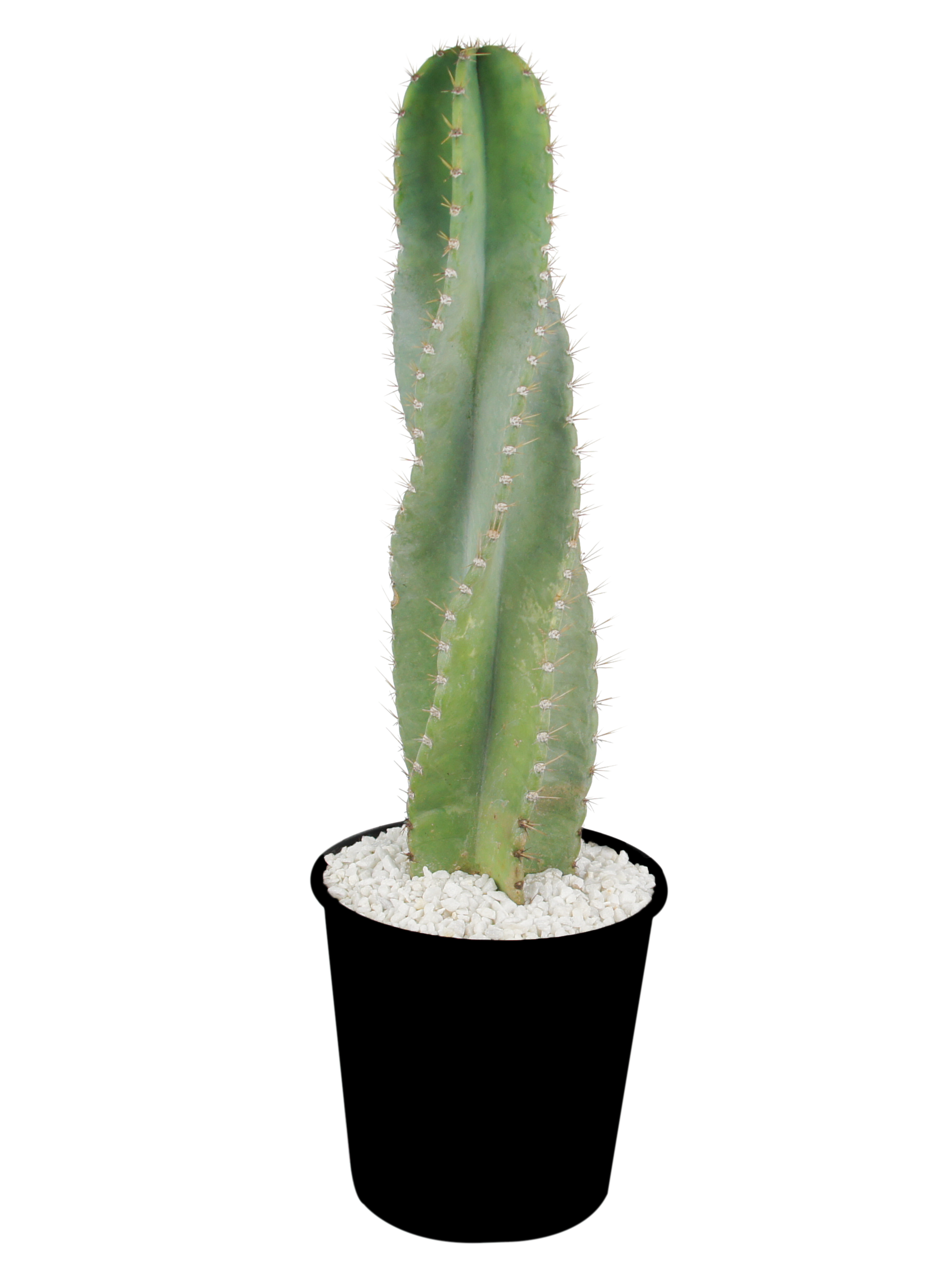Cereus Peruvianus Cereus Peruvianus 'Florida' CERE FLORIDA | Cereus