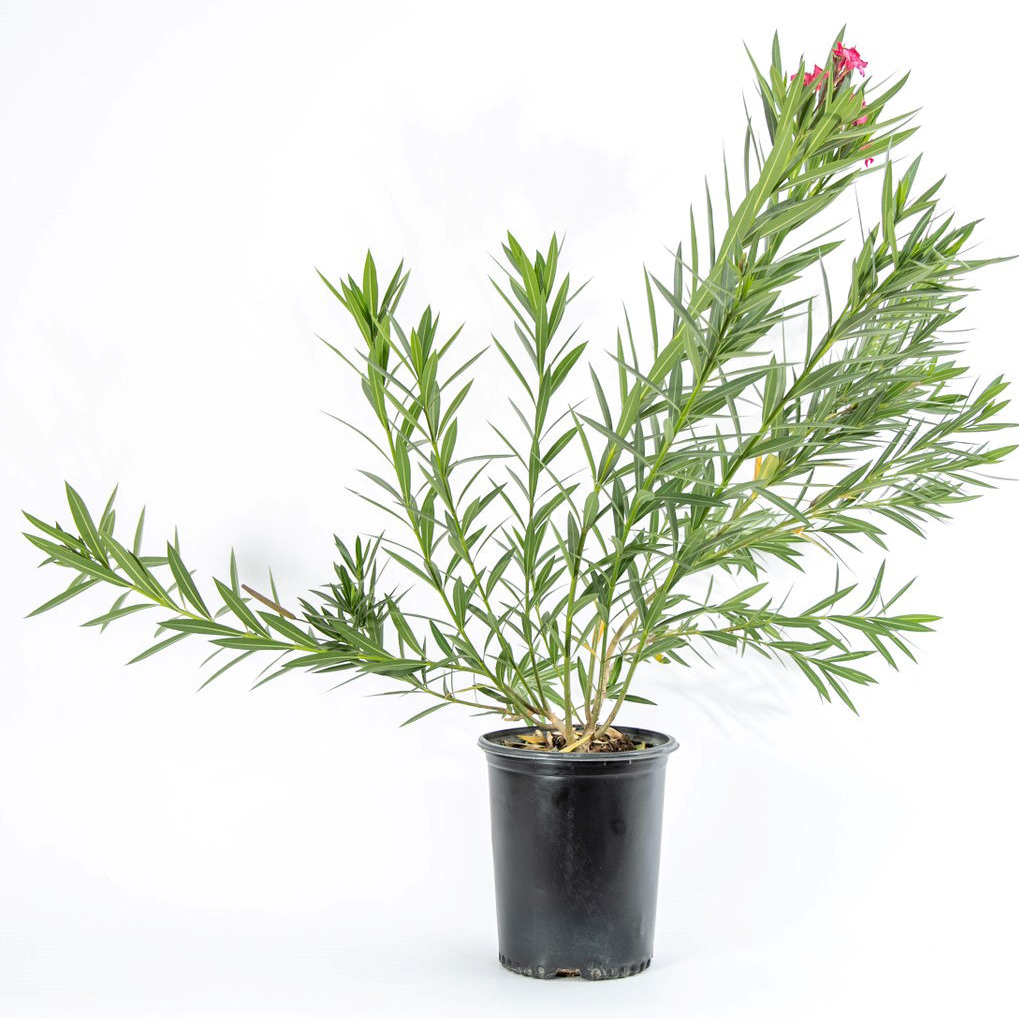 Nerium Oleander – Happy Valley Plants