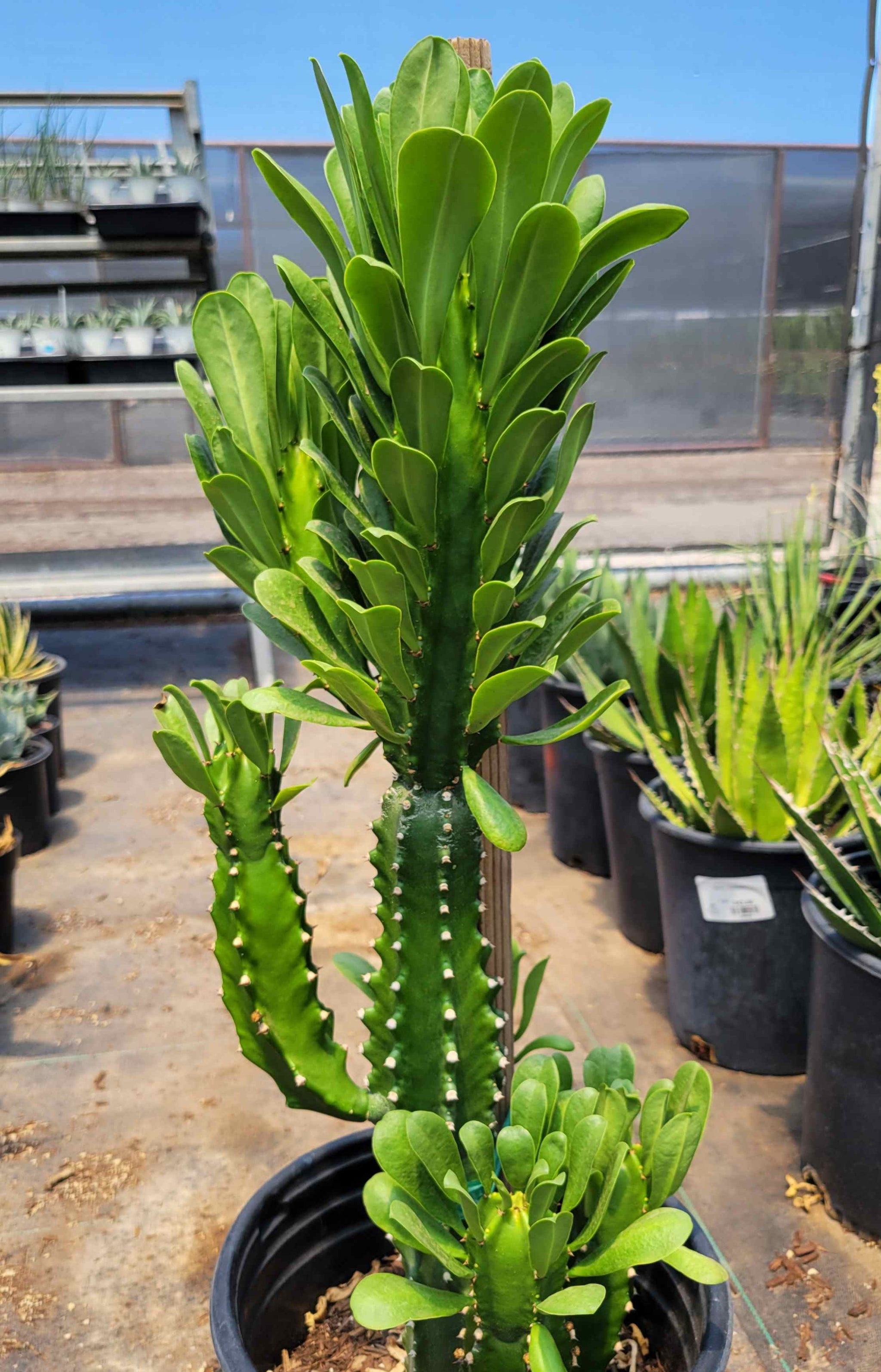 Cactus Euphorbia Royleana