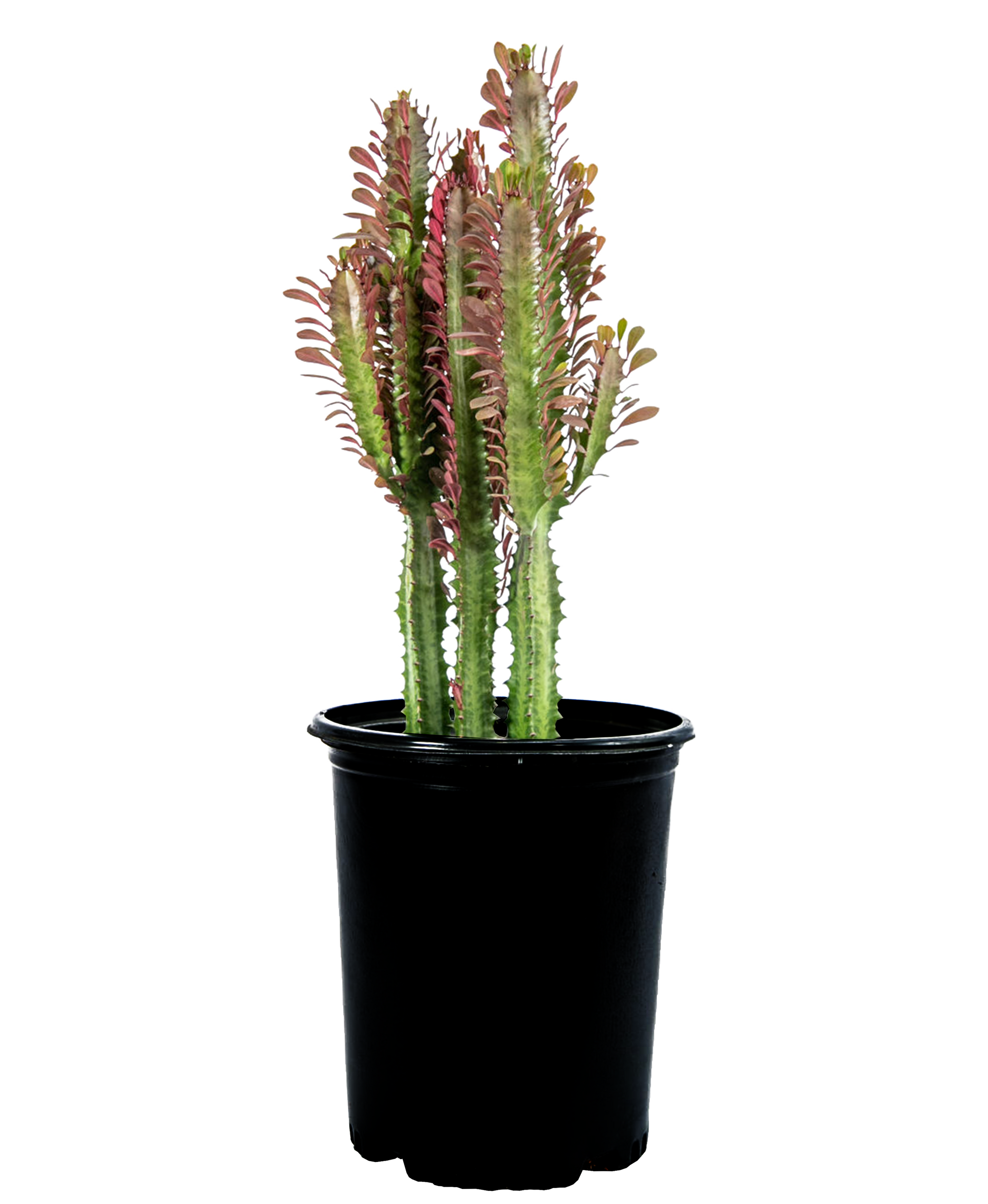 Euphorbia Trigona Ruby. Royal Red Cathedral Cactus | PlantVine
