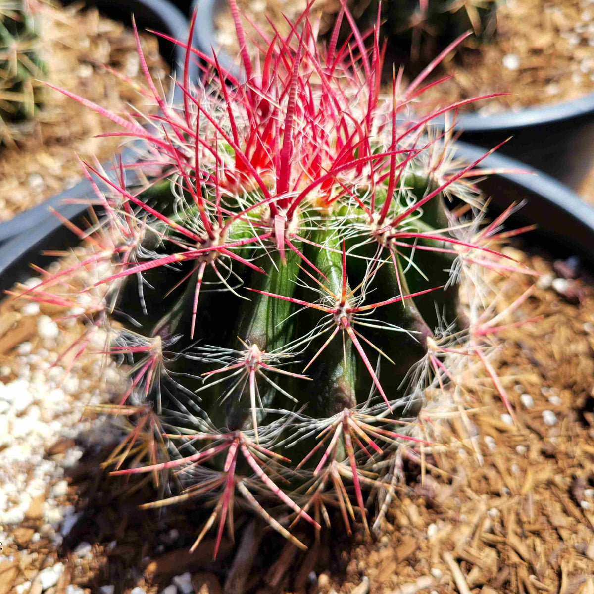 Ferocactus pringlei - Mexican Fire Barrel Cactus – Happy Valley Plants