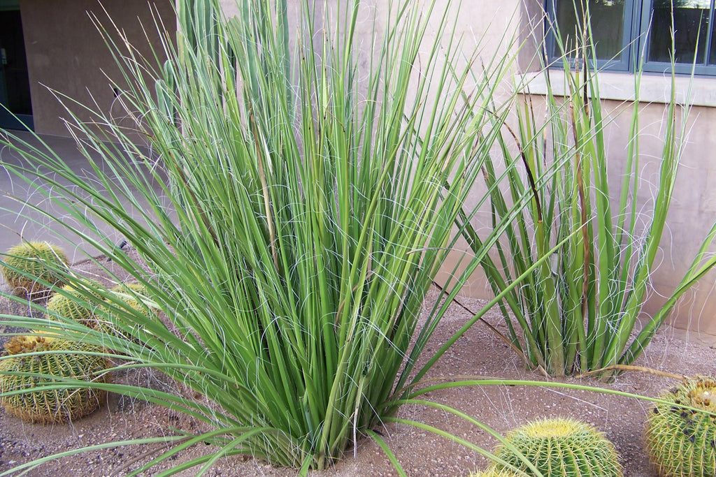 Hesperaloe funifera - Giant Hesperaloe – Happy Valley Plants