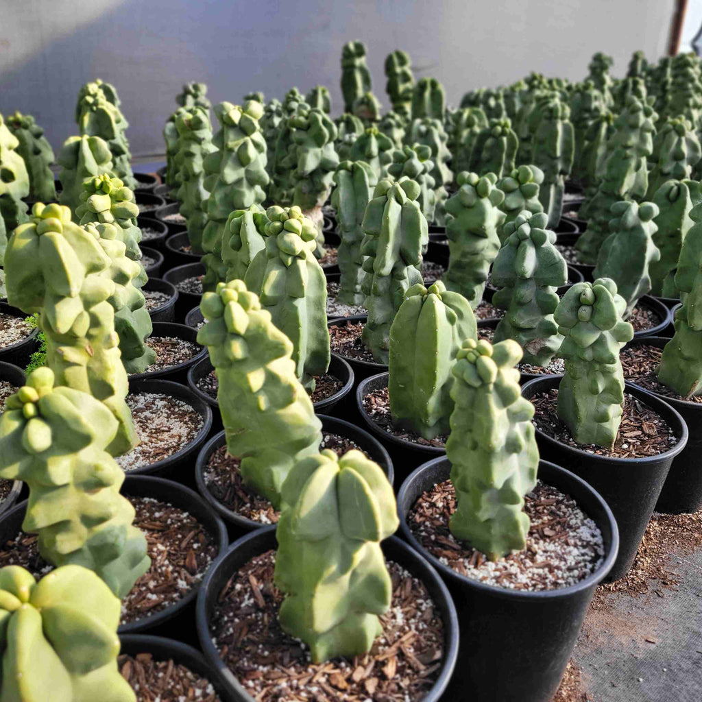 Arizona-Grown, drought tolerant Agaves and Cacti – Happy Valley Plants