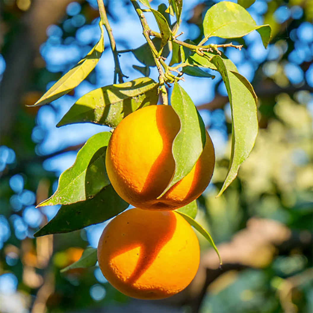 Sour orange/Seville orange tree – Happy Valley Plants