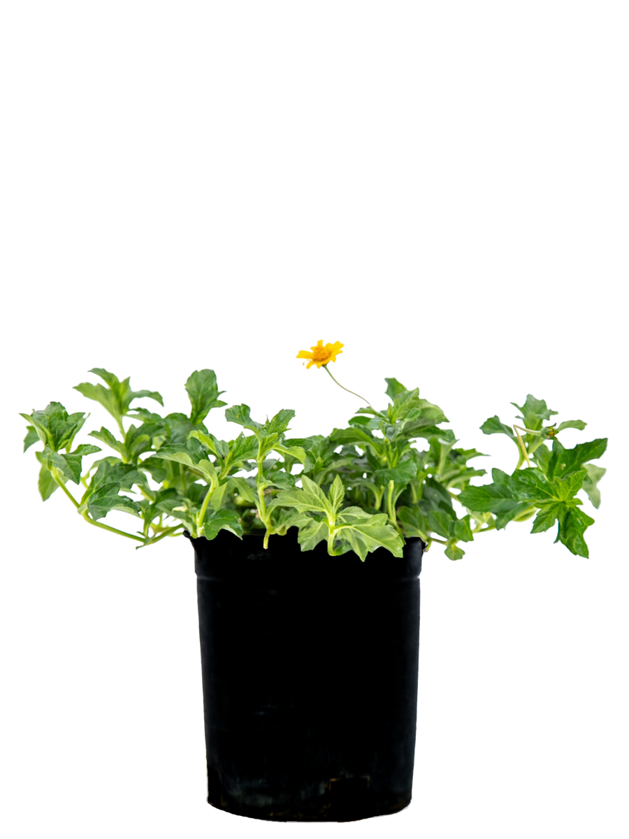 Wedelia trilobata - Yellow Dot – Happy Valley Plants