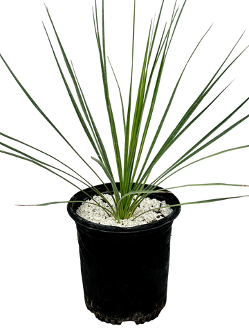 Yucca thompsoniana - Thompson's yucca – Happy Valley Plants