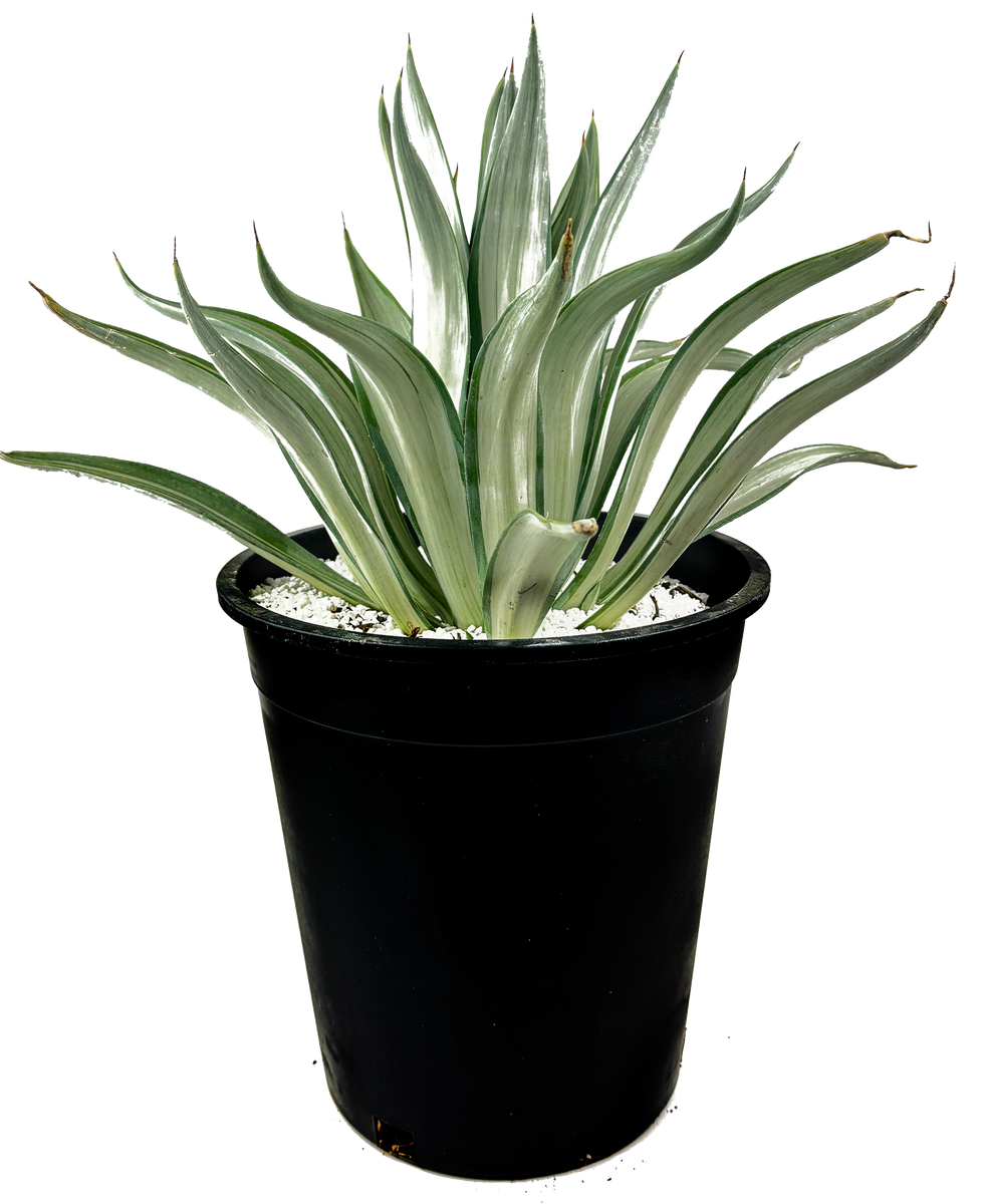 Agave desmettiana 'Quicksilver' – Happy Valley Plants