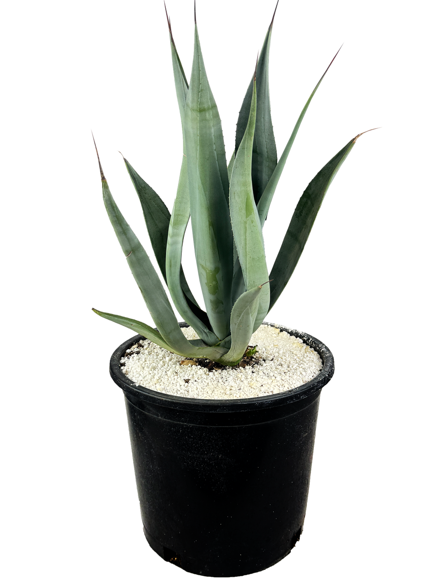 Agave weberi - Weber Agave – Happy Valley Plants