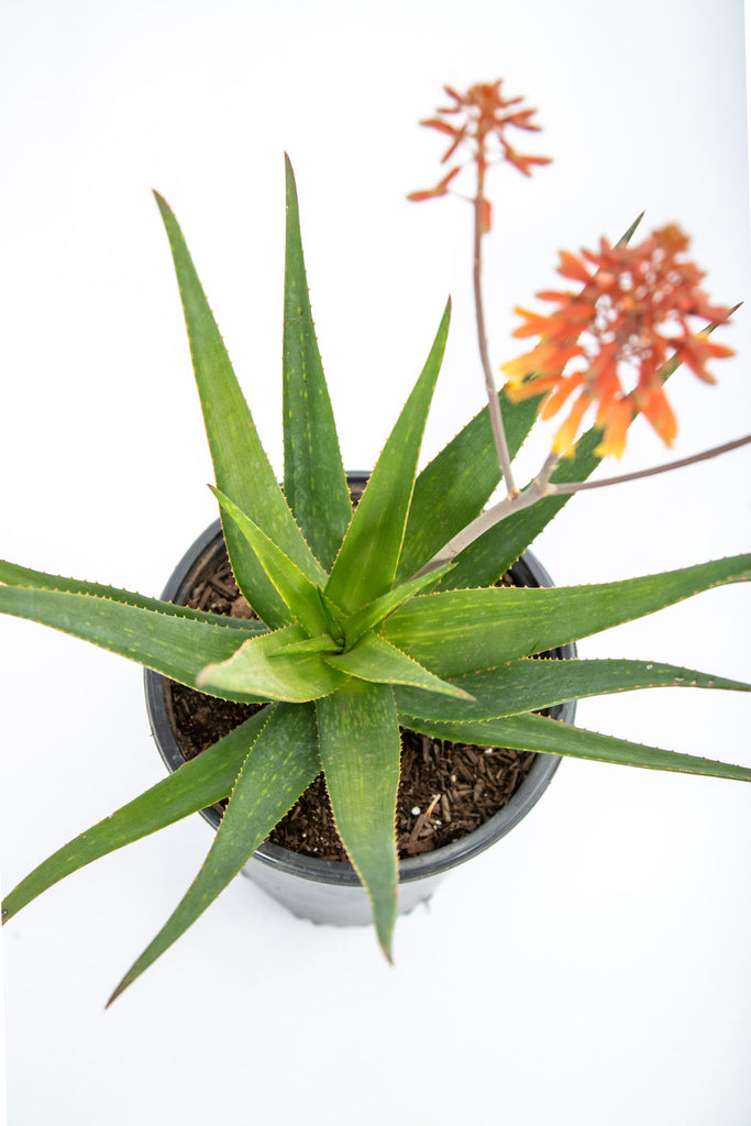 Aloe rooikappie 'Little Red Riding Hood' – Happy Valley Plants