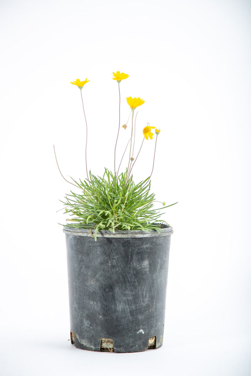 Tetraneuris acaulis - Angelita Daisy, Four-nerve Daisy, Sundancer Dais ...