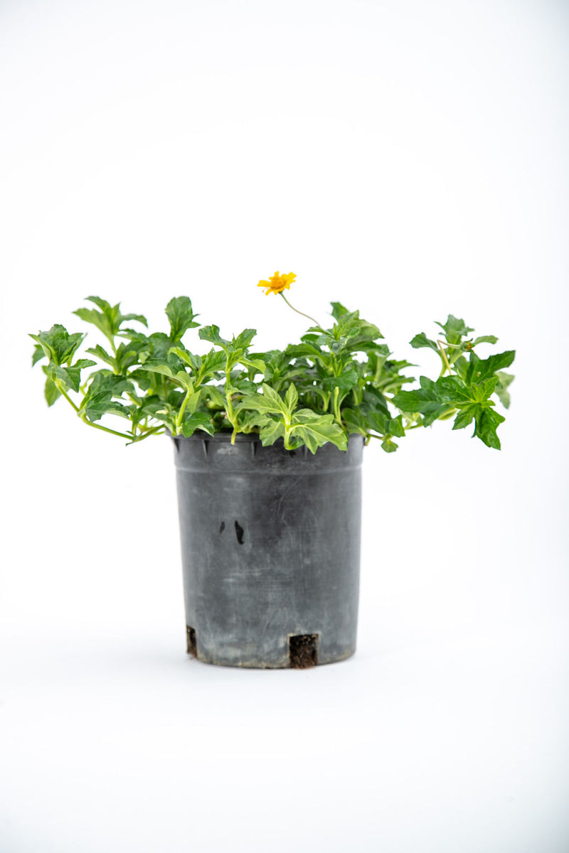 Wedelia trilobata - Yellow Dot – Happy Valley Plants