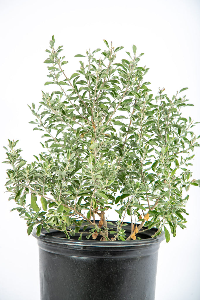 Leucophyllum spp.- Texas sage – Happy Valley Plants