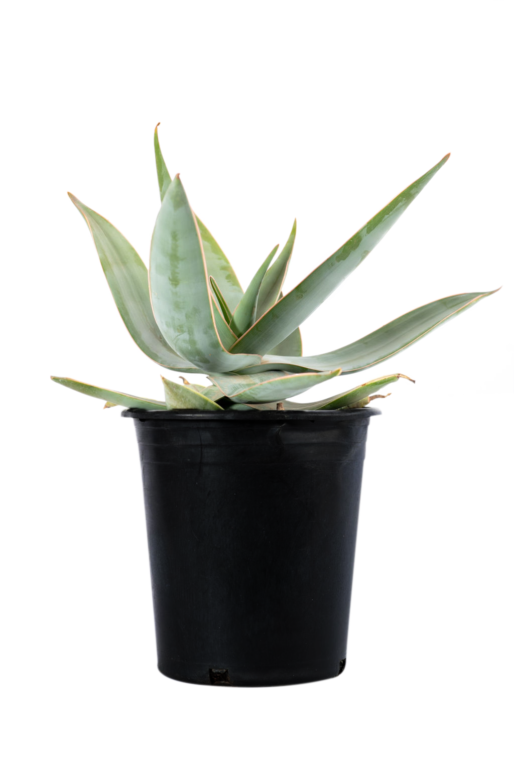 Aloe Striata