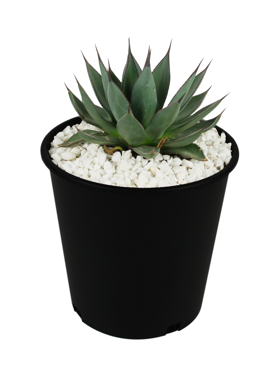 Agave x 'Blue Emperor' – Happy Valley Plants