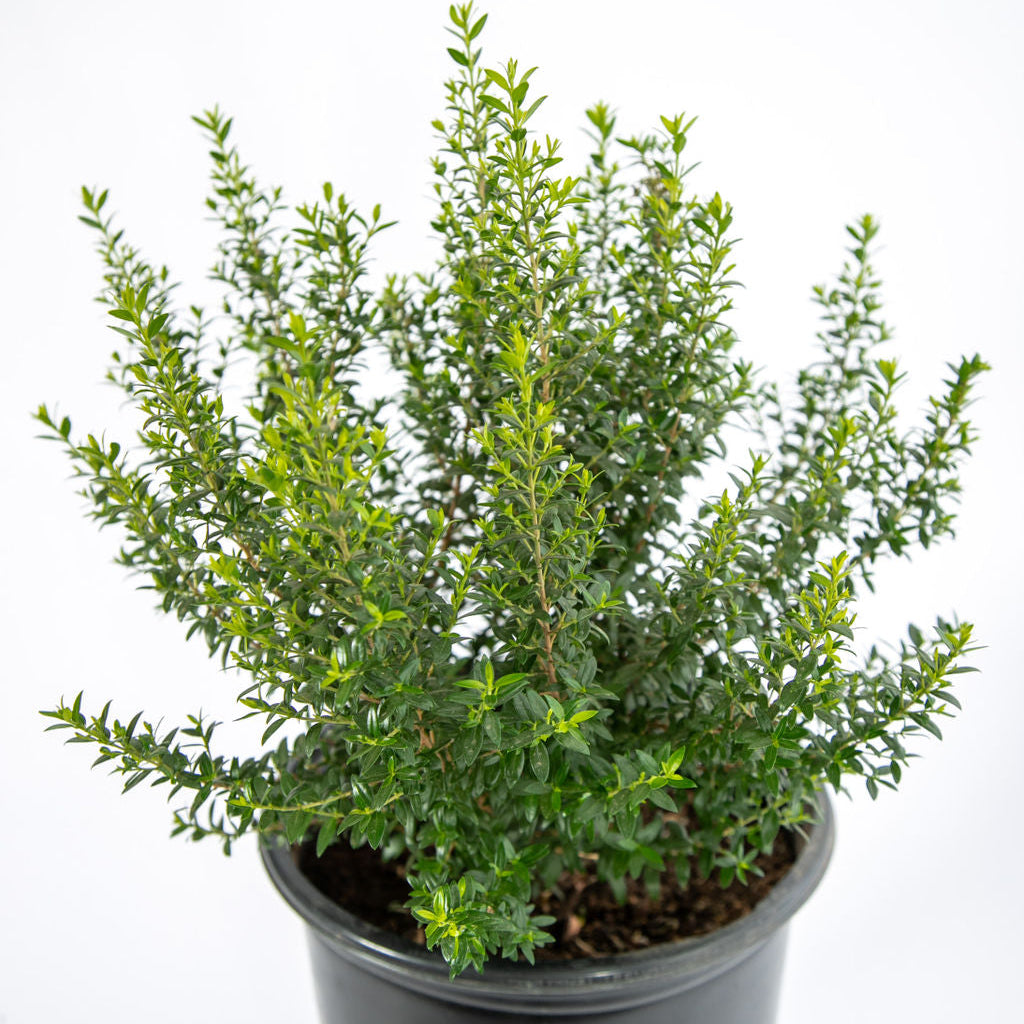 Myrtus c. 'Compacta' - Dwarf Myrtle – Happy Valley Plants