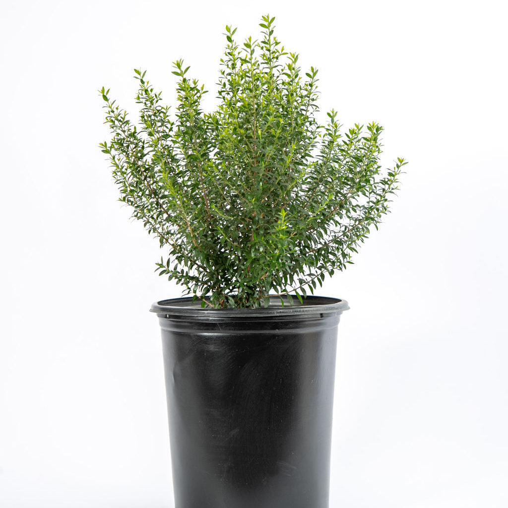 Myrtus c. 'Compacta' - Dwarf Myrtle – Happy Valley Plants