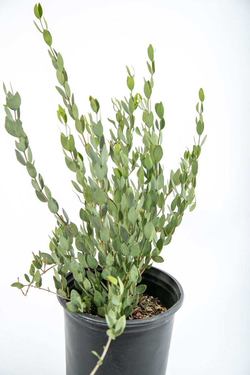 Simmondsia chinensis - Jojoba – Happy Valley Plants